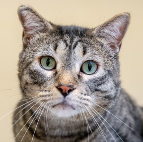 Adoptable Cats - MEOW Foundation