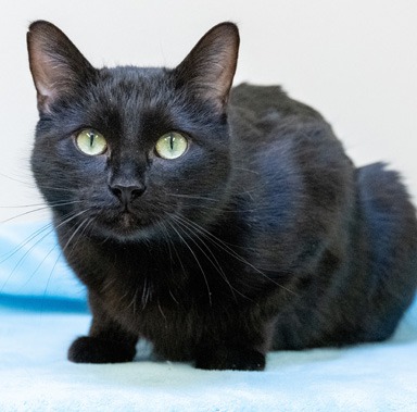 Adoptable Cats - MEOW Foundation